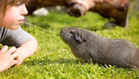 COBAYAS ESPAÑA | Tu fuente de información sobre cobayas, cuyos, cuys